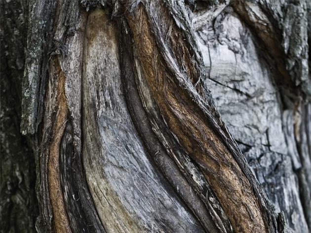 Willow Tree Bark Aspirin