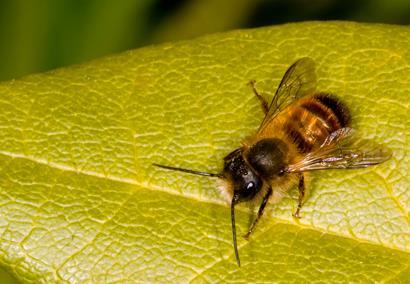 Insecticide studies provide clues to bees' disappearance | News ...
