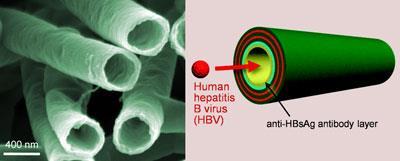 Protein nanotubes trap viruses | News | Chemistry World
