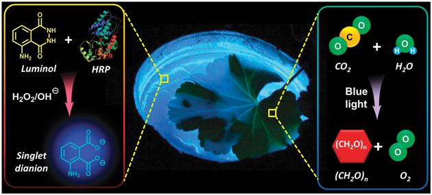 Bioluminescence powers photosynthesis | Research | Chemistry World