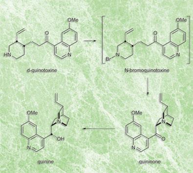 Quinine synthesis mystery solved | News | Chemistry World