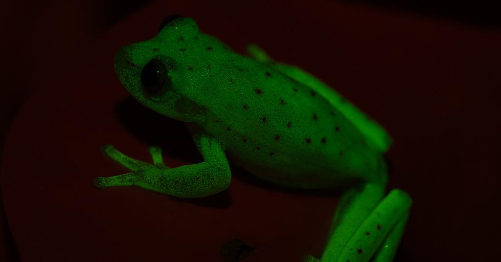 Fluorescent frog first down to new molecule | Research | Chemistry World