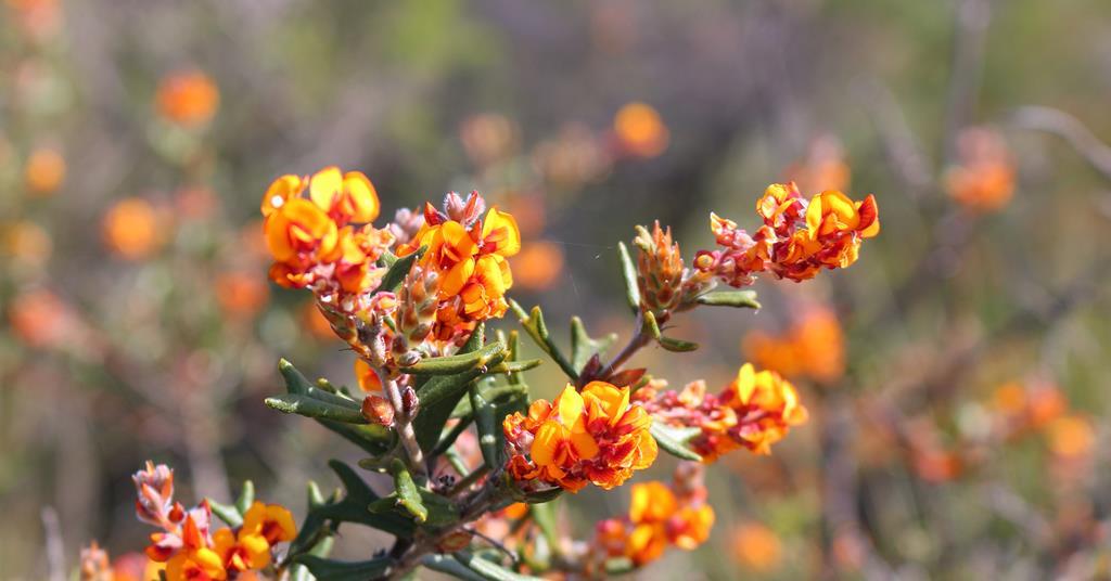 Sodium fluoroacetate | Podcast | Chemistry World