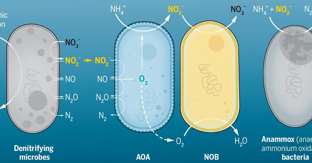 Single-celled marine organism first to be found releasing oxygen in the ...