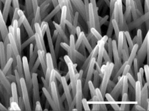 Jingle cells are rocking on sunshine | Research | Chemistry World