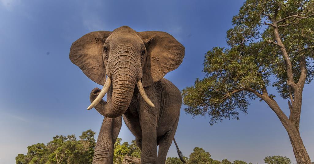 Collective interactions dominate gene regulation in eukaryotes ...