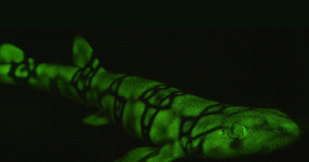Shark skin study illuminates new fluorescent molecules | Research ...