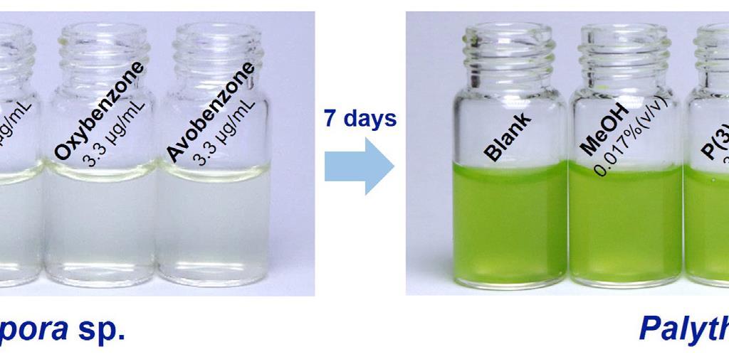 A safer, coral-friendly sunscreen is on the horizon | Research ...