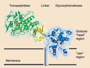 Researchers claim antibiotic Holy Grail | News | Chemistry World