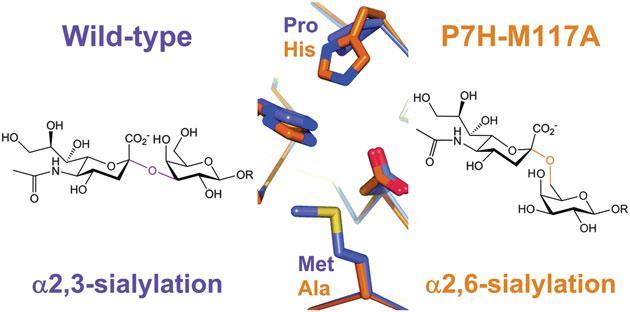 Enzyme selectivity switch to benefit infant formula production ...