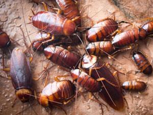 Cockroach swarming pheromones produced by gut bacteria | Research ...