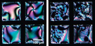 Liquid crystals stand up for DNA detection | News | Chemistry World