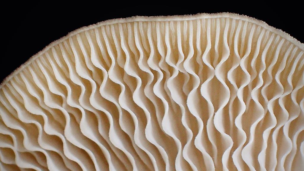 Oyster mushroom unleashes chemical warfare on its nematode prey ...