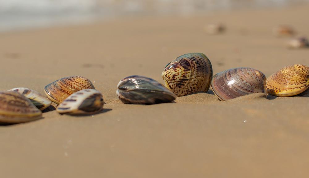 Surprise discovery as clam found to be producing complex antibiotic ...