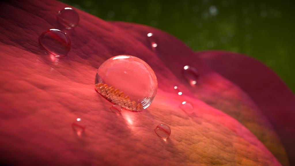 Superhydrophobic materials from nature | Feature | Chemistry World