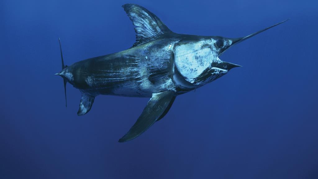 Glowing polymer highlights mercury in fish | Research | Chemistry World