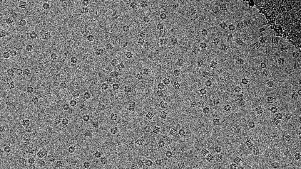 Colloids in the cold | Feature | Chemistry World