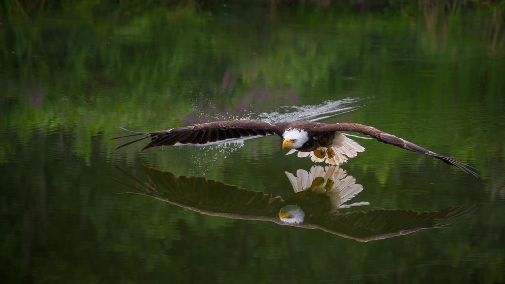 Case closed on decades old mystery of American bald eagle deaths ...