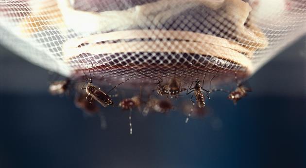 Mapping the mosquito | Feature | Chemistry World