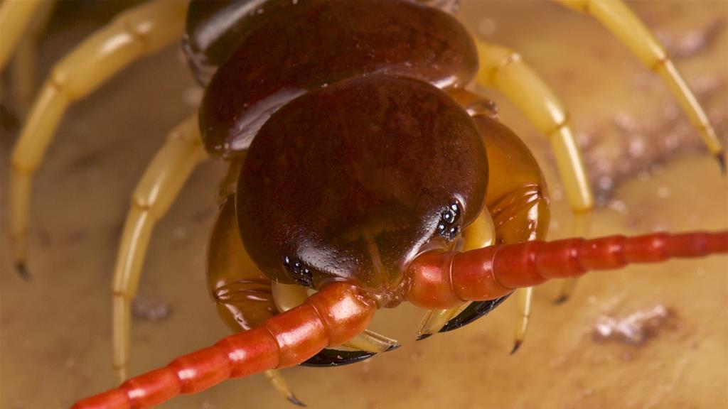 Deadly component of centipede venom identified | Research | Chemistry World