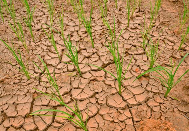 Salty soil set to hamper Bangladesh crop production | Research ...