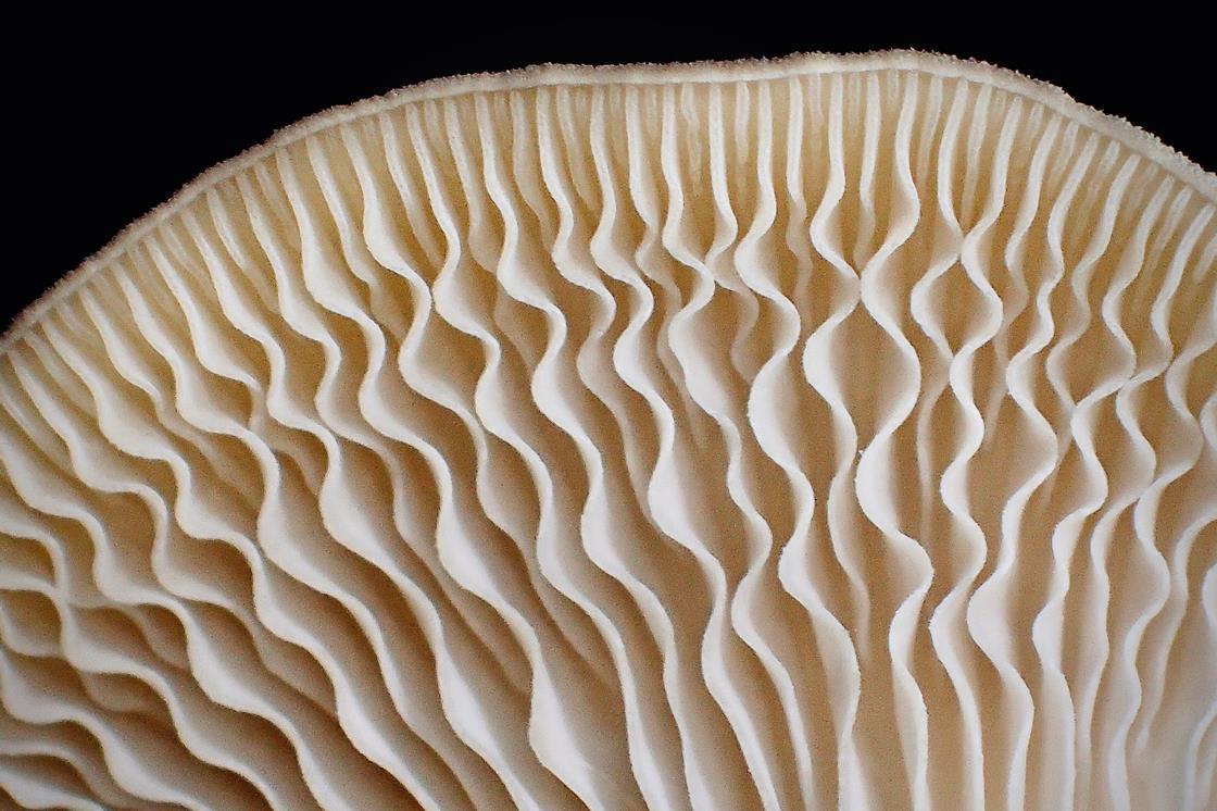 Oyster mushroom unleashes chemical warfare on its nematode prey ...