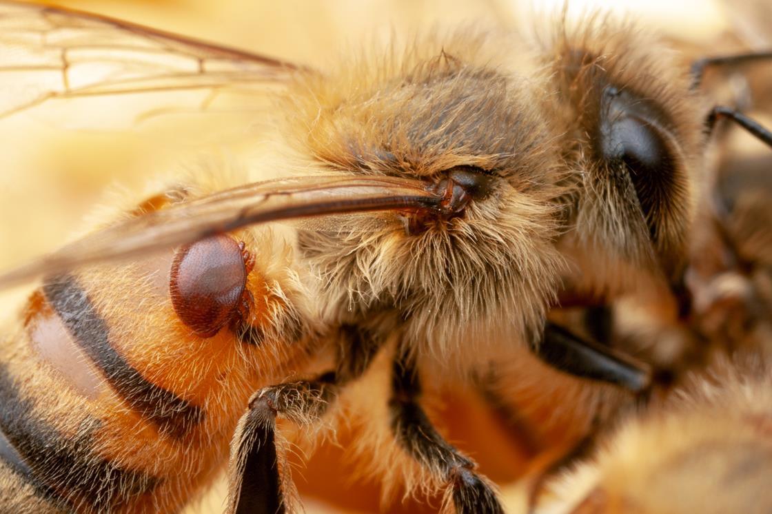Tweaking honey bee bacteria to fight colony collapse disorder ...