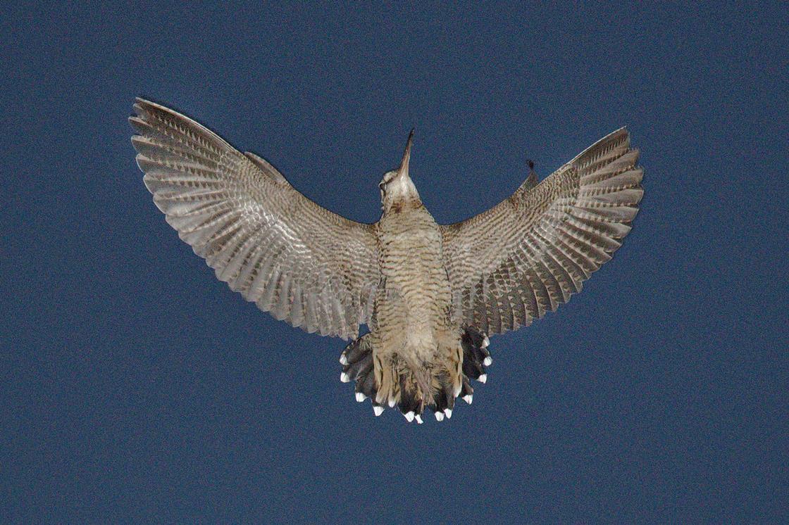 Woodcock feathers’ nanostructure makes them the whitest ever found ...