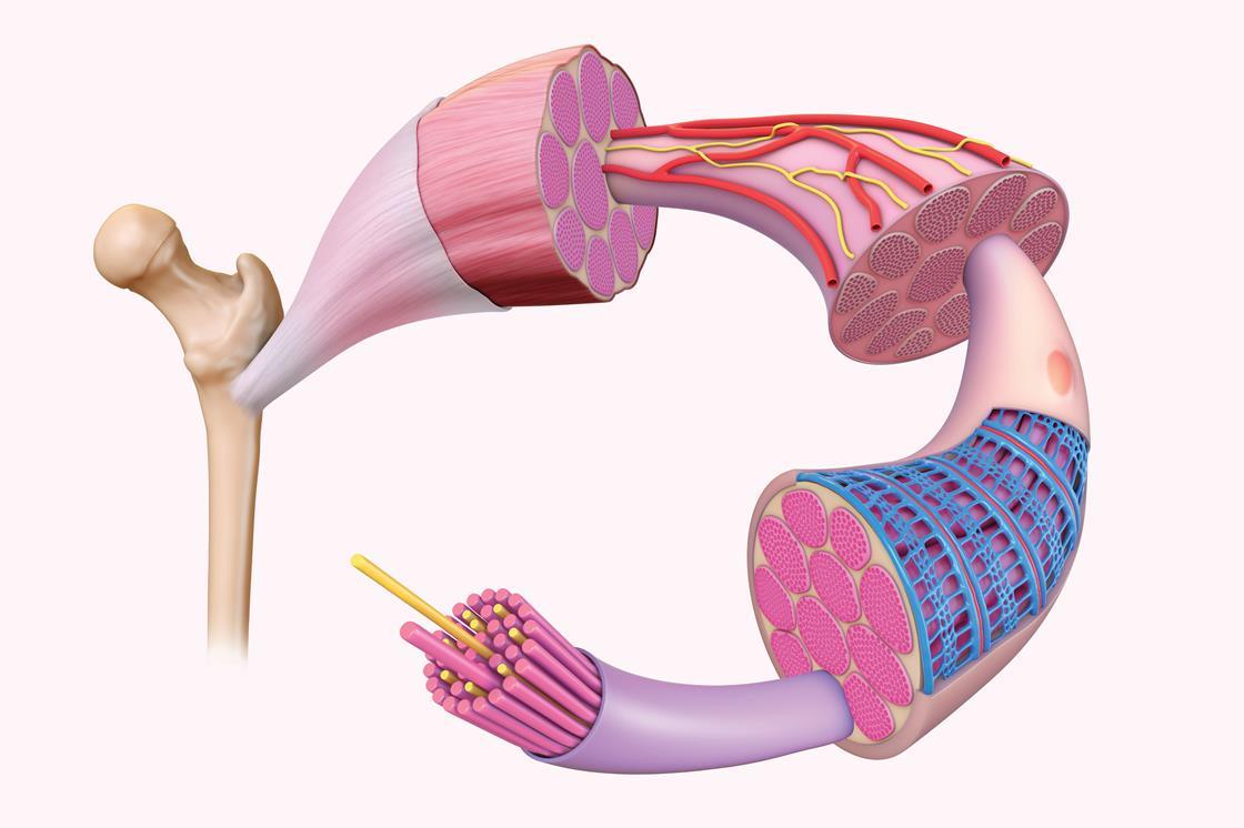 A test of strength for artificial muscles | Feature | Chemistry World