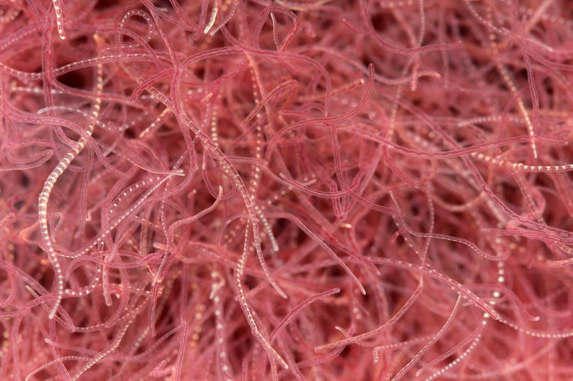 Wriggling worms help explain how certain polymers move and flow ...
