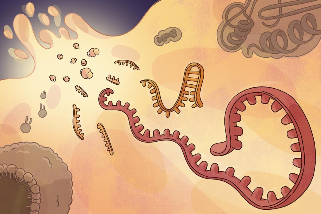 RNA world hypothesis: how ribozymes reveal the chemical origins of life ...