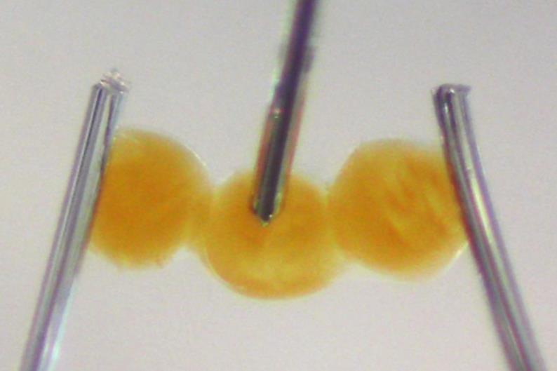 Iontronic gel droplets detect beating heart tissue | Research ...