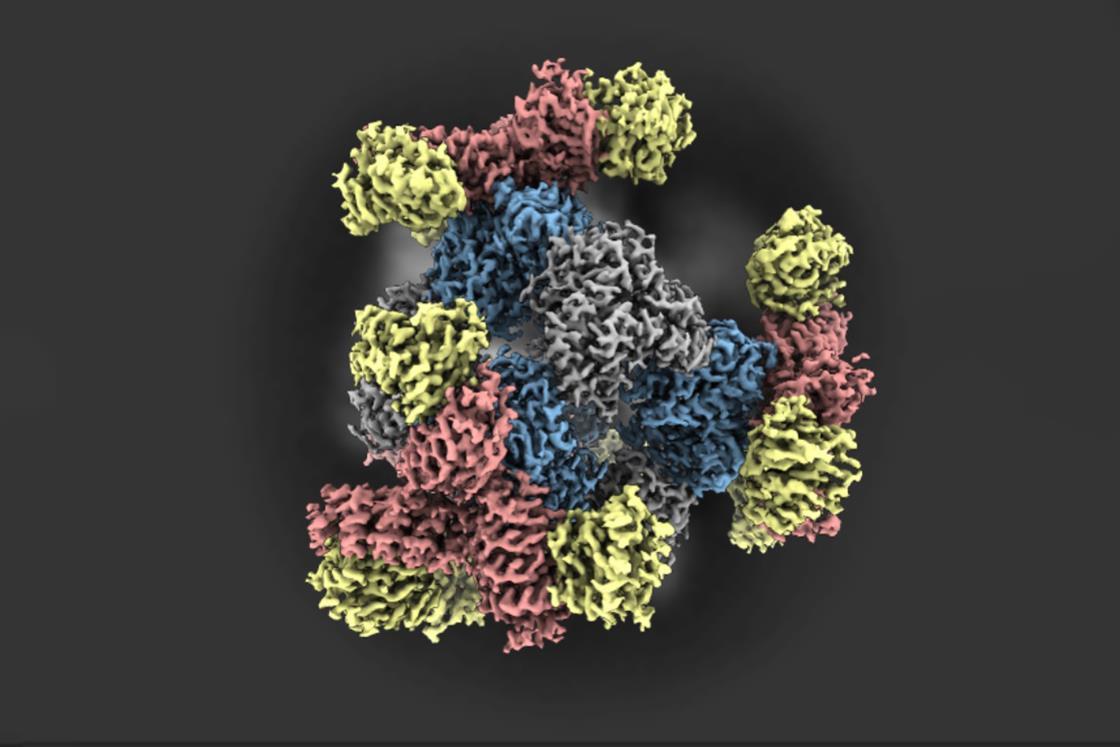 Cryo-EM scaffold supports imaging of small proteins previously tricky ...