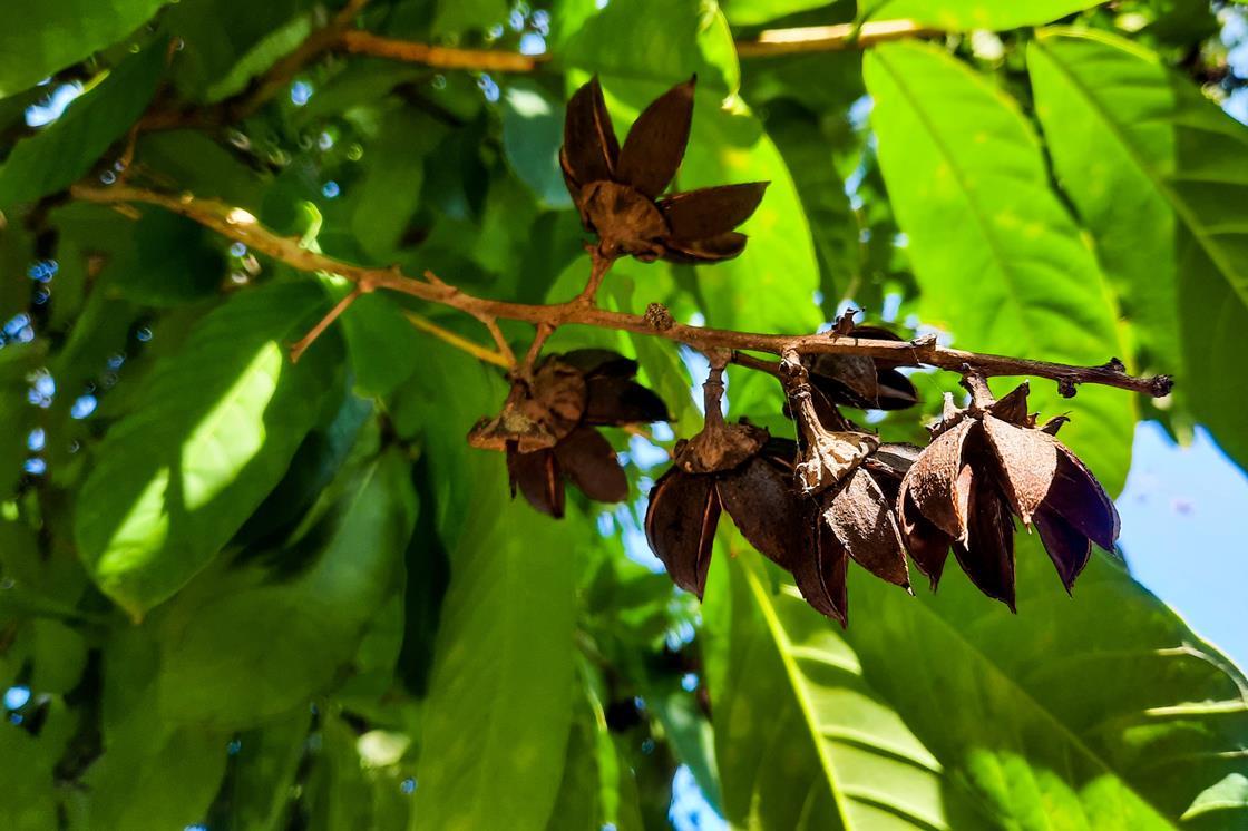Genetic engineering feat coaxes yeast to produce valuable vaccine ...