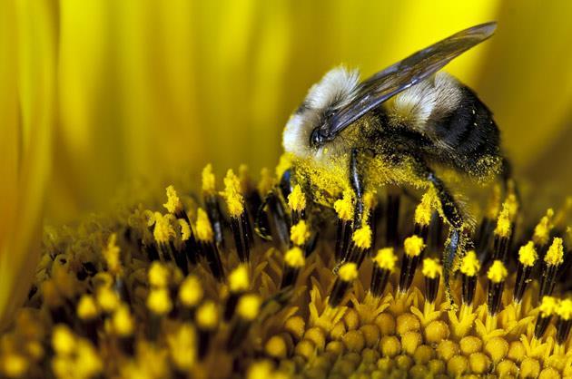 Thousands of pollinators at risk of extinction | News | Chemistry World