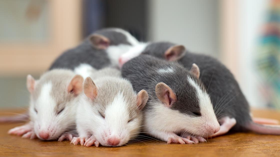 Gut microbiome analysis spots sleep-deprived mice | Research ...