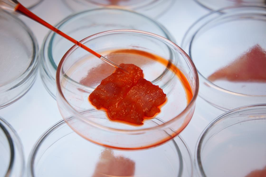 Italy bans cultivated meat products | News | Chemistry World