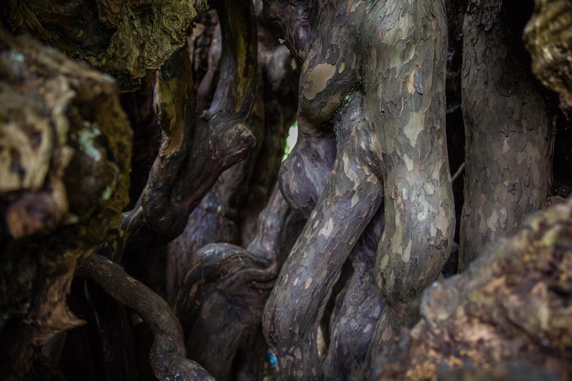 The toxic nature of yew, the tree of the dead | Opinion | Chemistry World