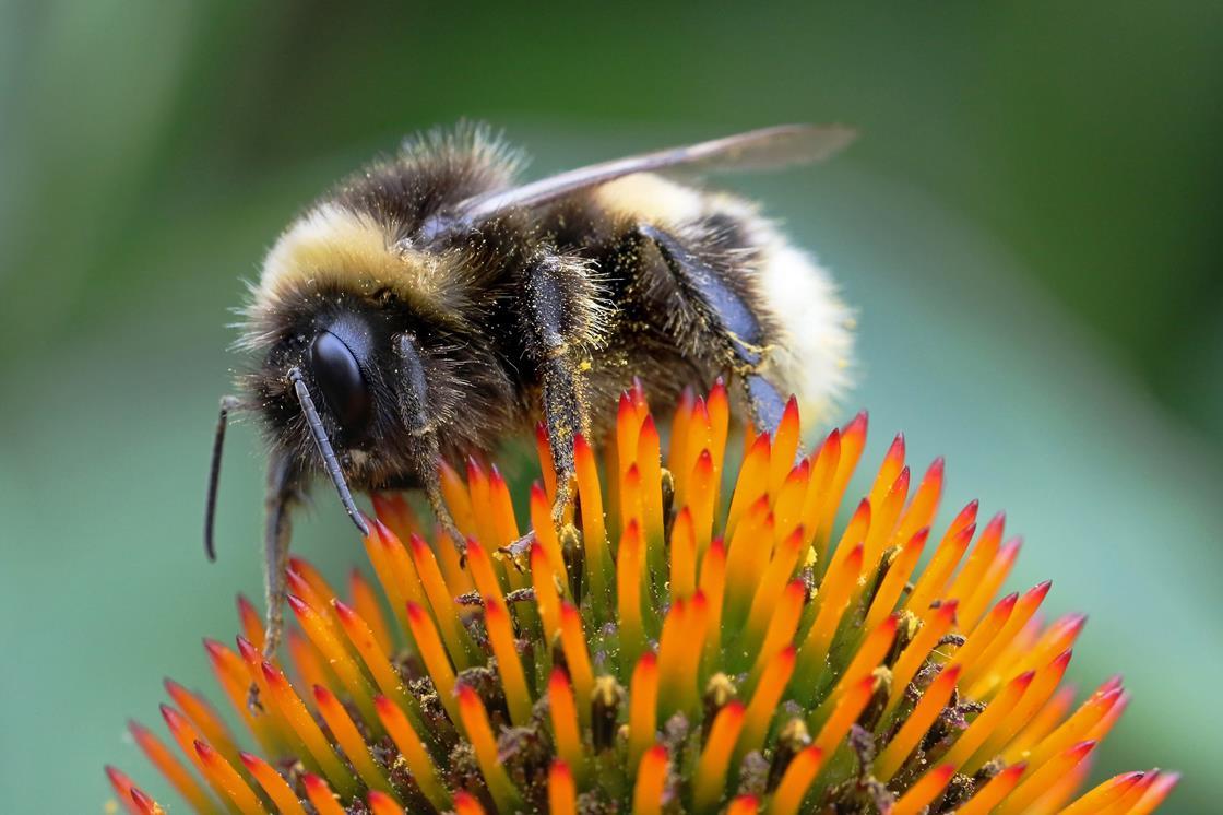 Bees face a barrage of chemical and environmental burdens | Business ...
