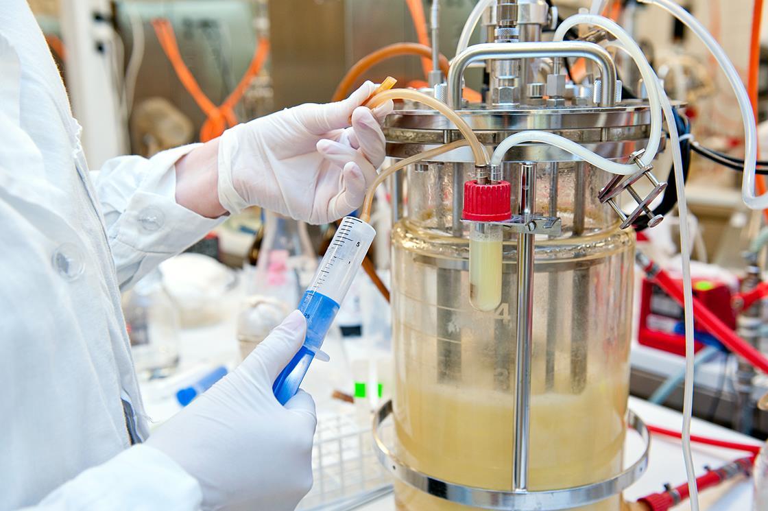 Yeast engineered to ferment sugars into chemotherapy drug precursors ...