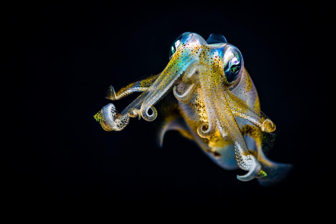 Squid skin material invisible to infrared cameras | Research ...