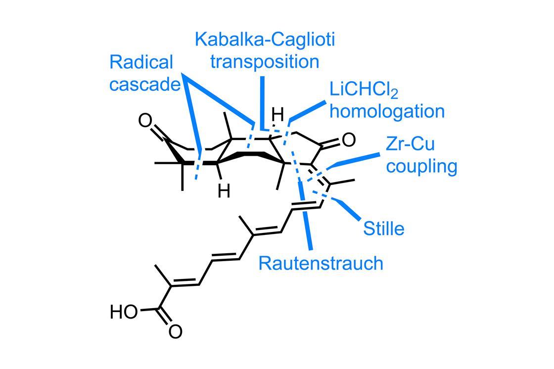 (±)-Rhabdastrellic acid A | Opinion | Chemistry World