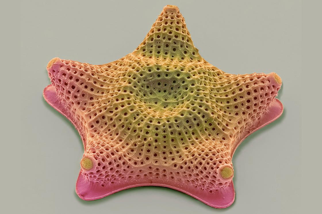 Proteins behind diatoms’ intricate nanoscale-patterned shells revealed ...