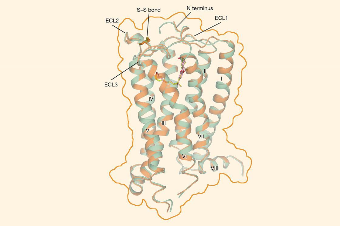 Active-state crystal structures of cannabinoid receptor CB1 reveal how ...