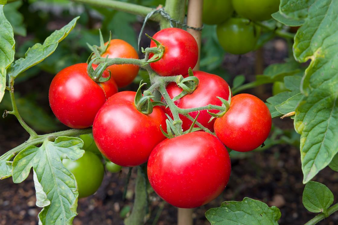 Tomato sweetness boosted by gene editing to knock out two genes ...