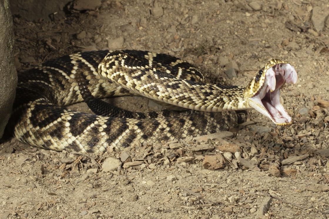 Designer proteins to treat deadly snake bites could save thousands of ...