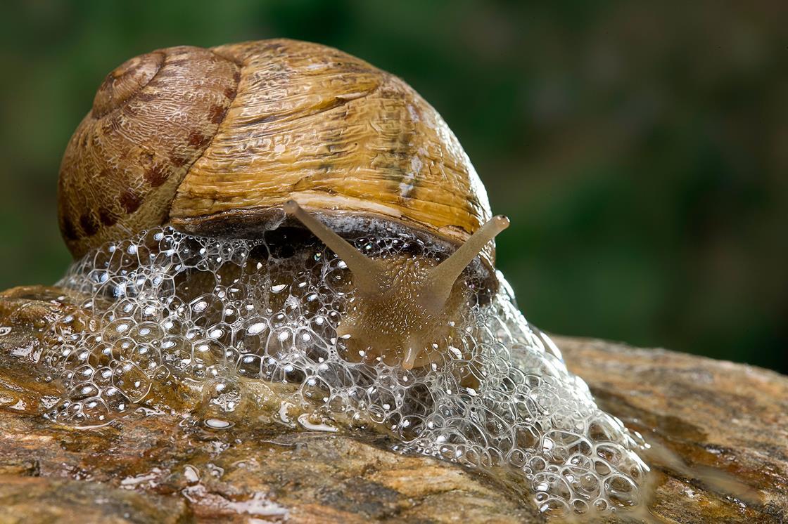 Snail study unveils composition of three different types of mucus ...
