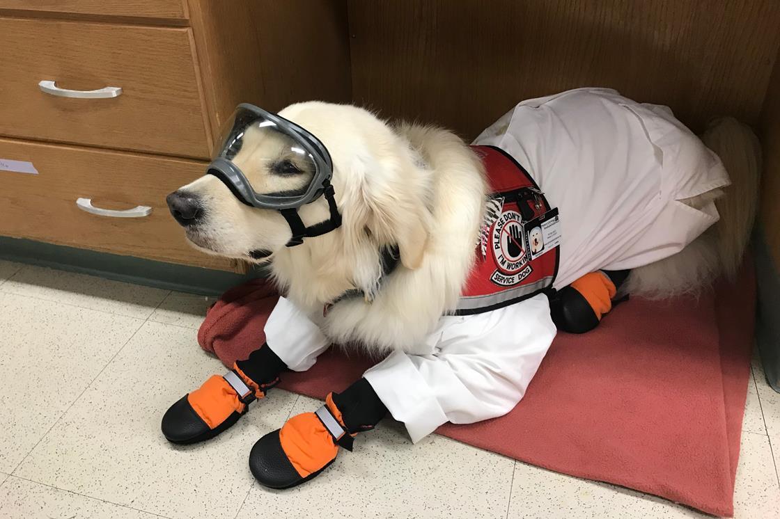 One researcher’s fight to open labs to service dogs | Careers ...
