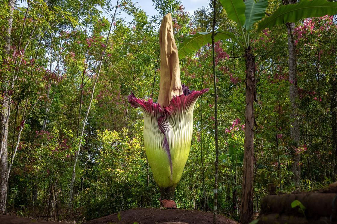 Scientists uncover the chemistry of the corpse flower’s potent stench ...