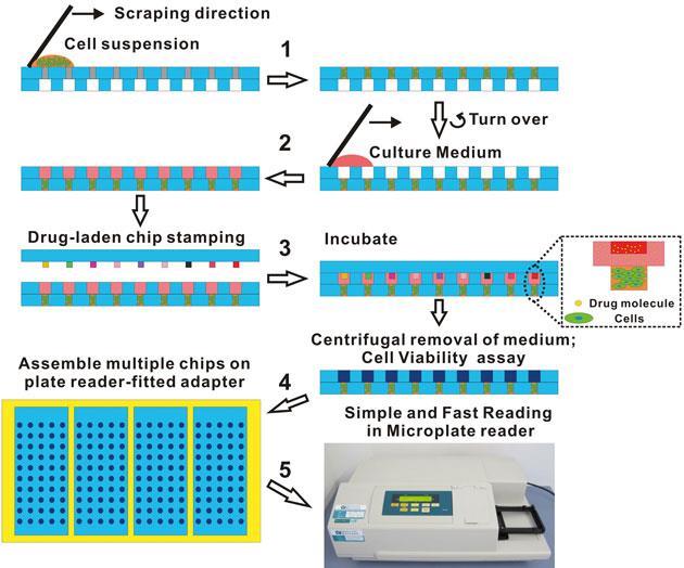 High-throughput chip for drug screening in 3D | Research | Chemistry World